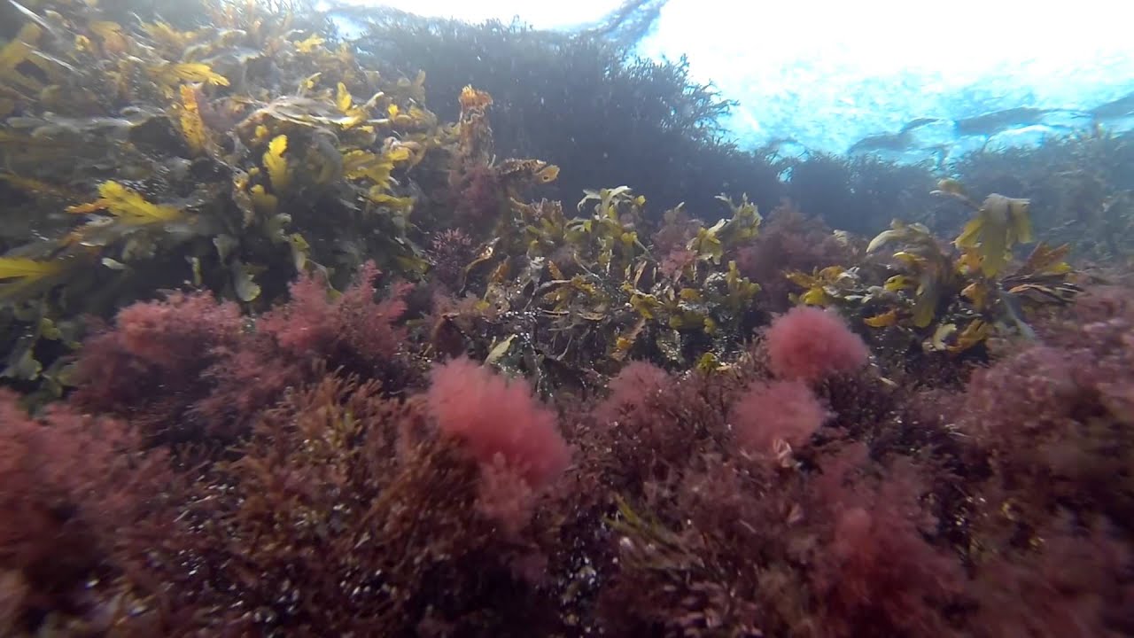 Thunder-Tiger Neptune SB-1 submarine modified for FPV - YouTube