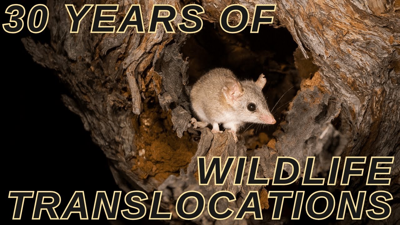 30 Years of Wildlife Translocations - YouTube