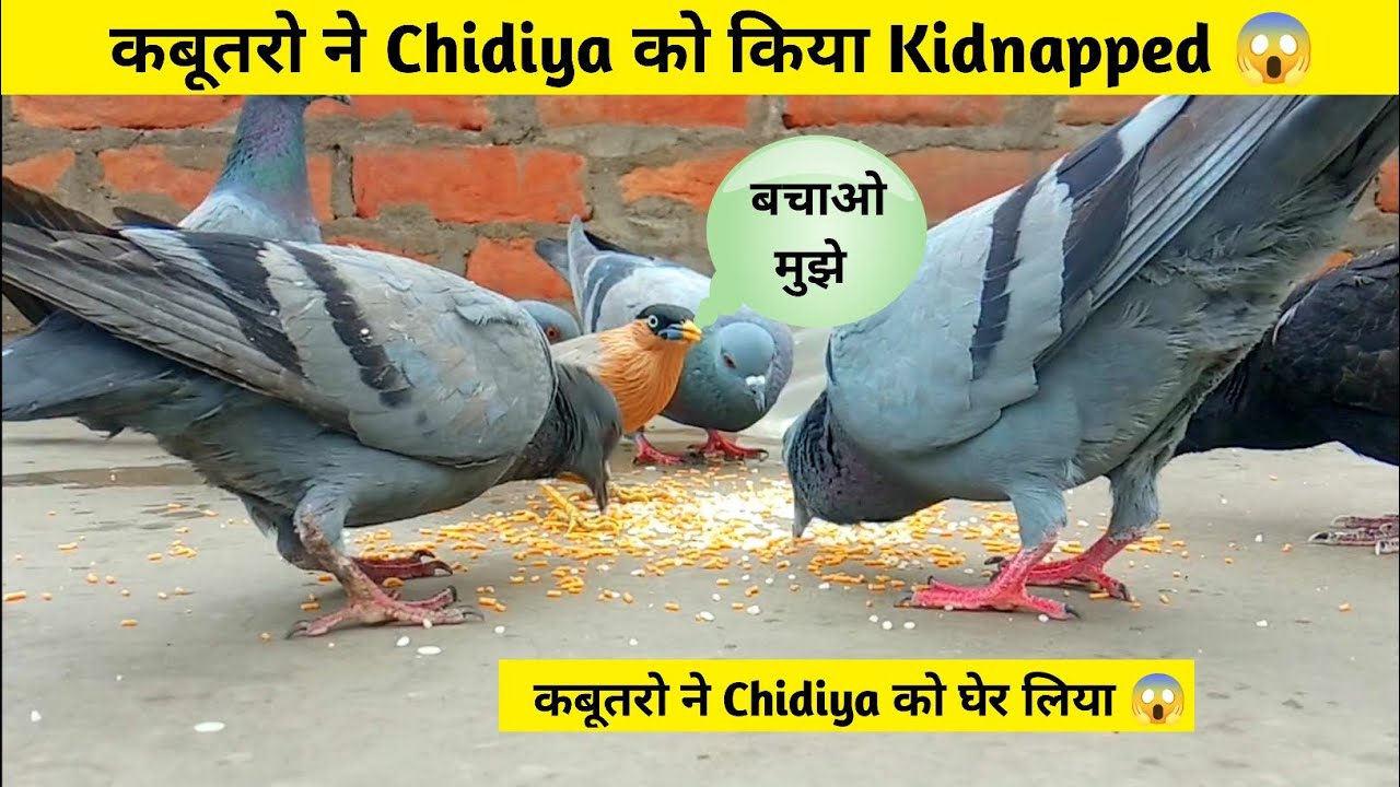 कबूतरो ने Chidiya को किया kidnapped 😱 | Birds eating food - YouTube