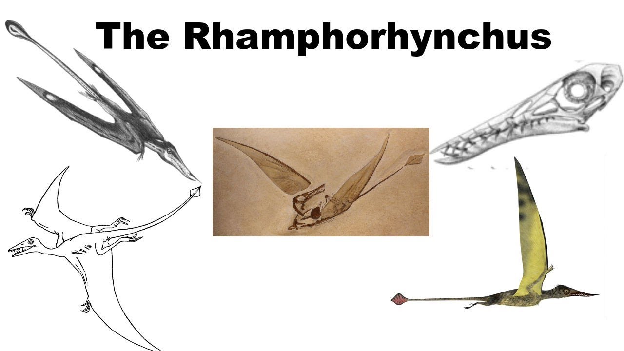 The Rhamphorhynchus In About 2 Minutes And 7 Seconds - YouTube