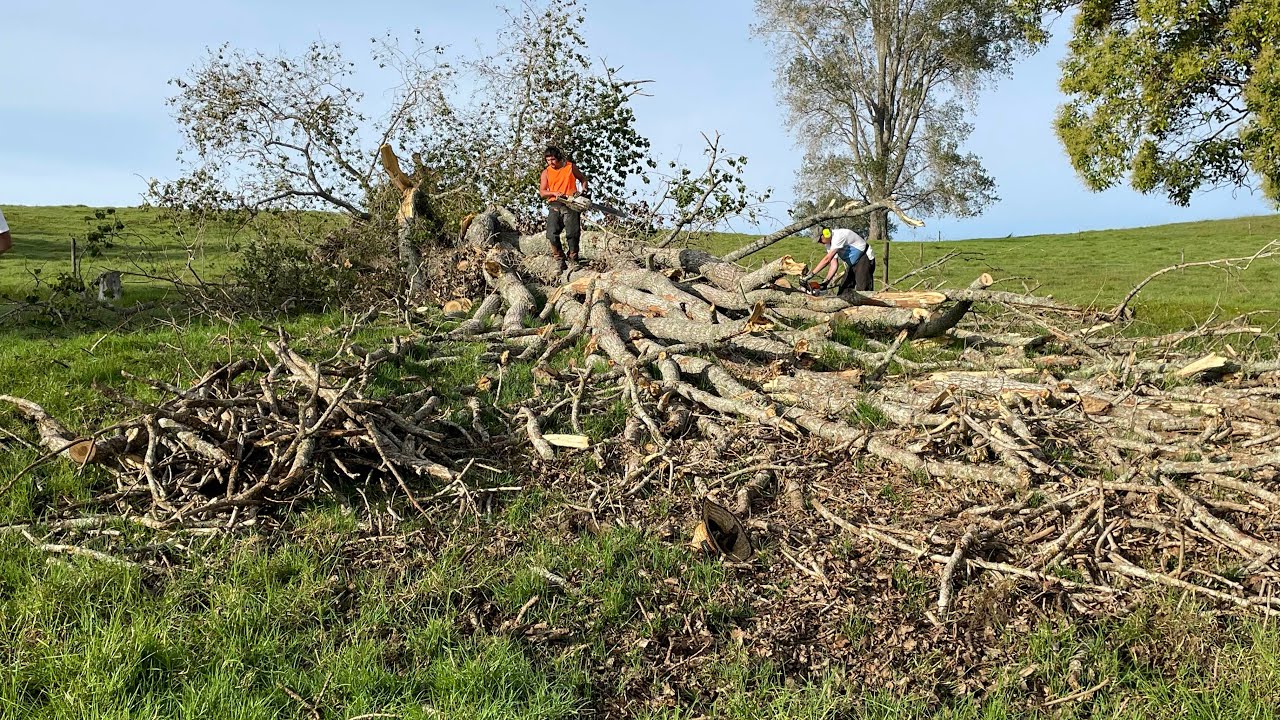 Team 1:17 Out Cleaning up Trees #backyardgardening #supportingeachother ...