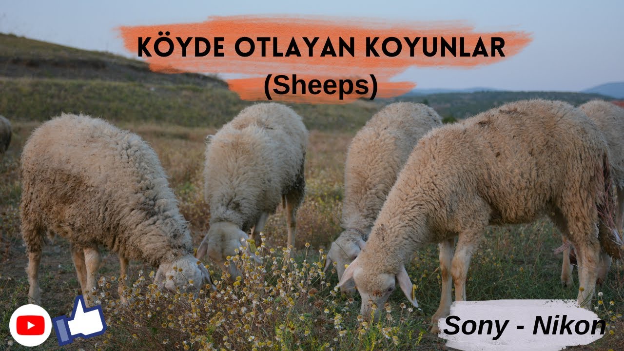 Büyük Saka Köyünde Otlayan Koyunlar Sony (Belgesel) Sheep in the ...