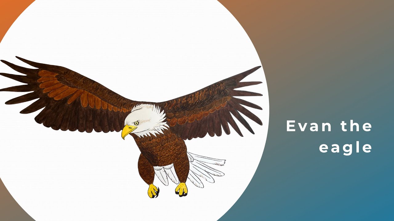 Time-Lapse Bird Art Drawing of Evan the Eagle - YouTube