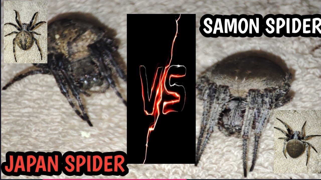 JAPAN SPIDER VS SAMON SPIDER..😱😱😱.LETS GO - YouTube