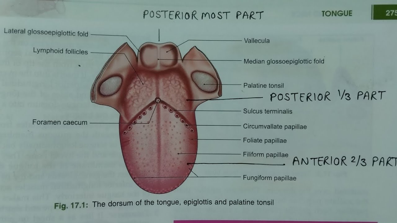 TONGUE ANATOMY-NOTES#B.D.CHAURASIA#HEAD,NECK AND BRAIN ANATOMY - YouTube