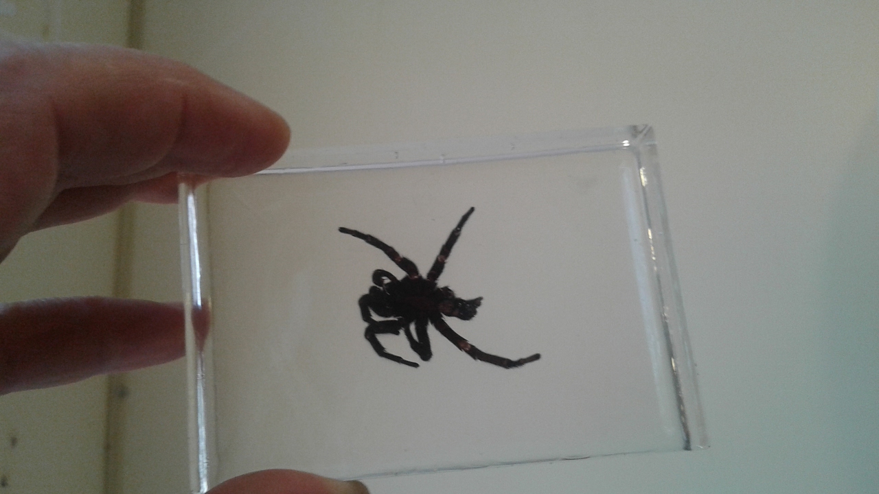 ENCAPSULAR UN INSECTO - YouTube