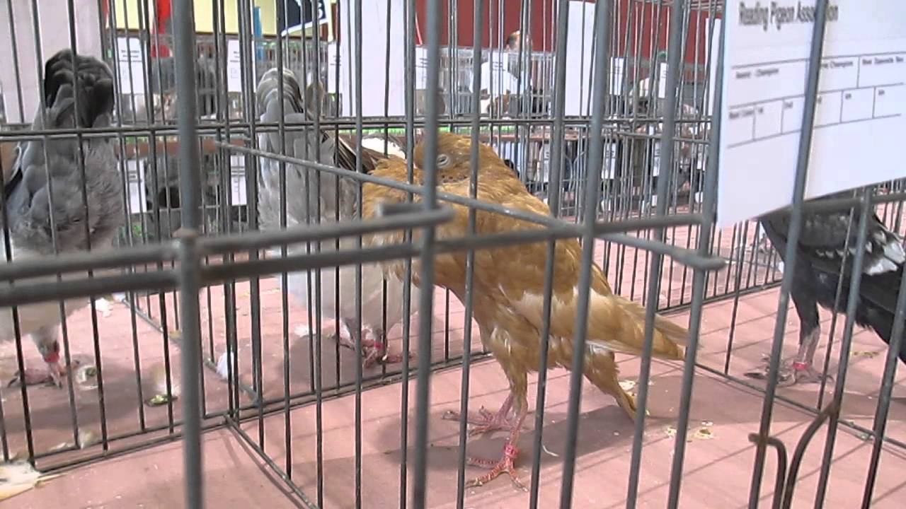 Brunner pouter - YouTube