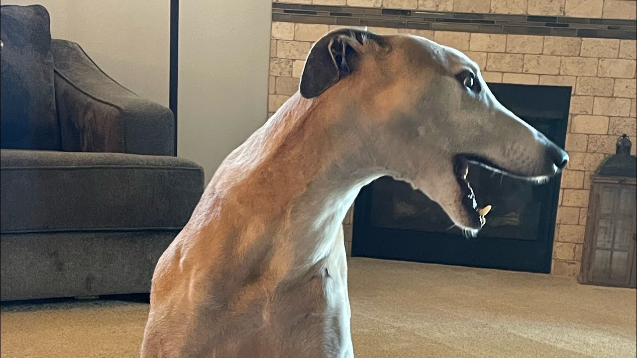 Simon our greyhound playing with his monkey and doing zoomies. - YouTube