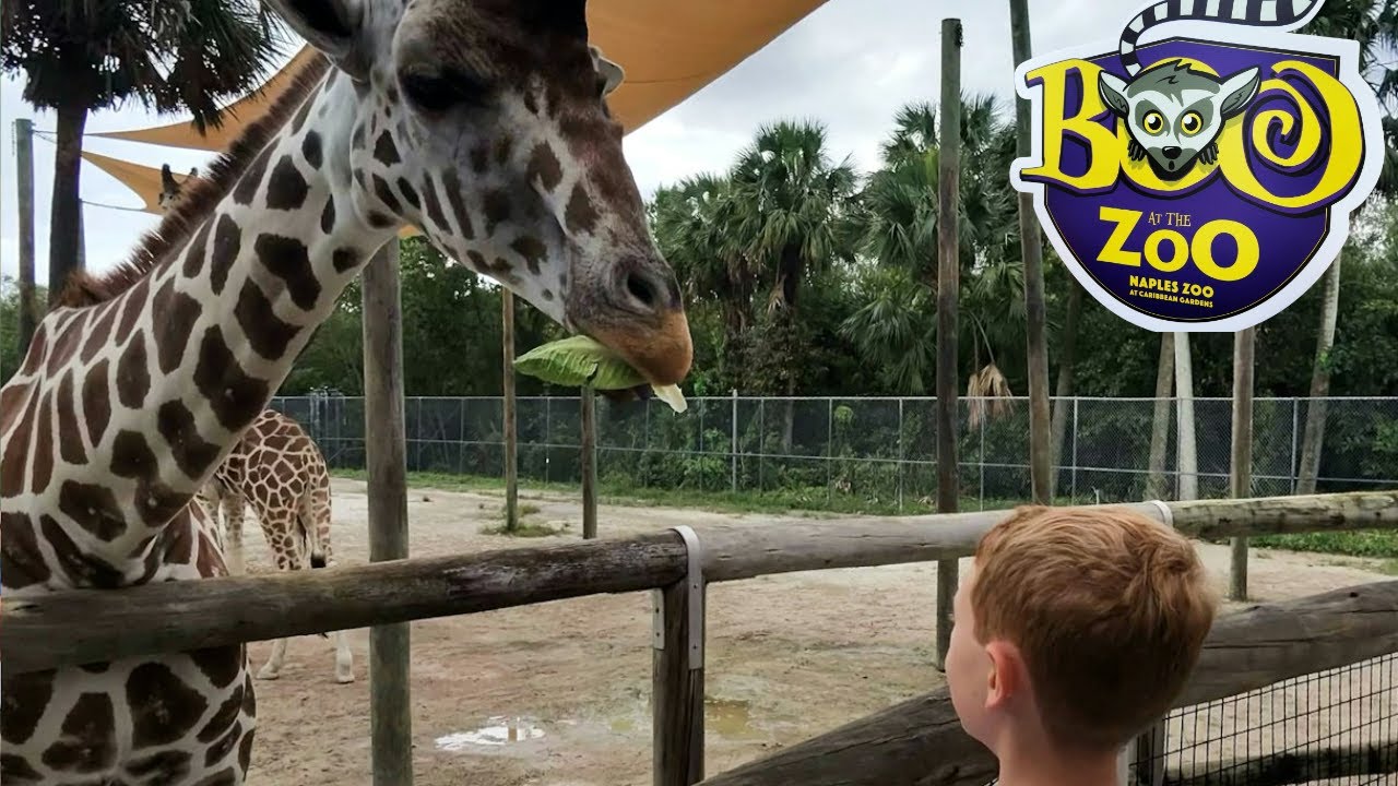 Naples Beach and Boo At The Zoo - YouTube