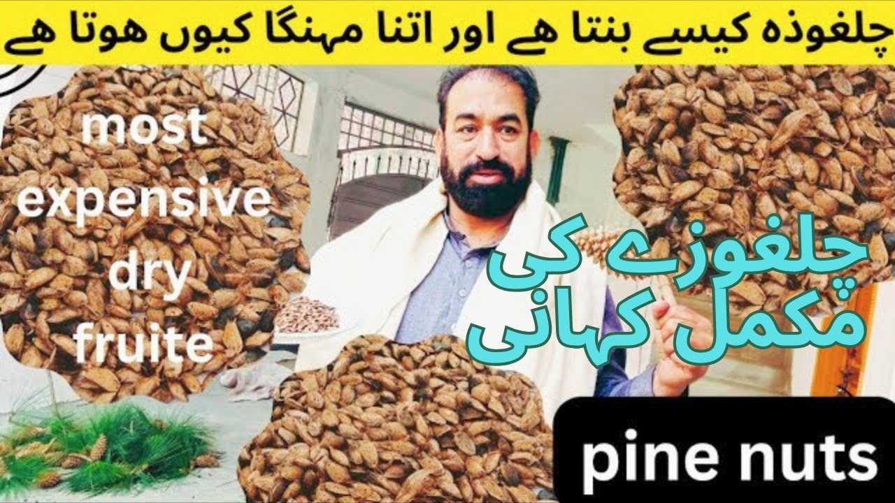 Pine nuts/ چلغوزہ کیسے تیار ہوتا ھے مکمل طریقہ دیکھیں/ this is the most ...