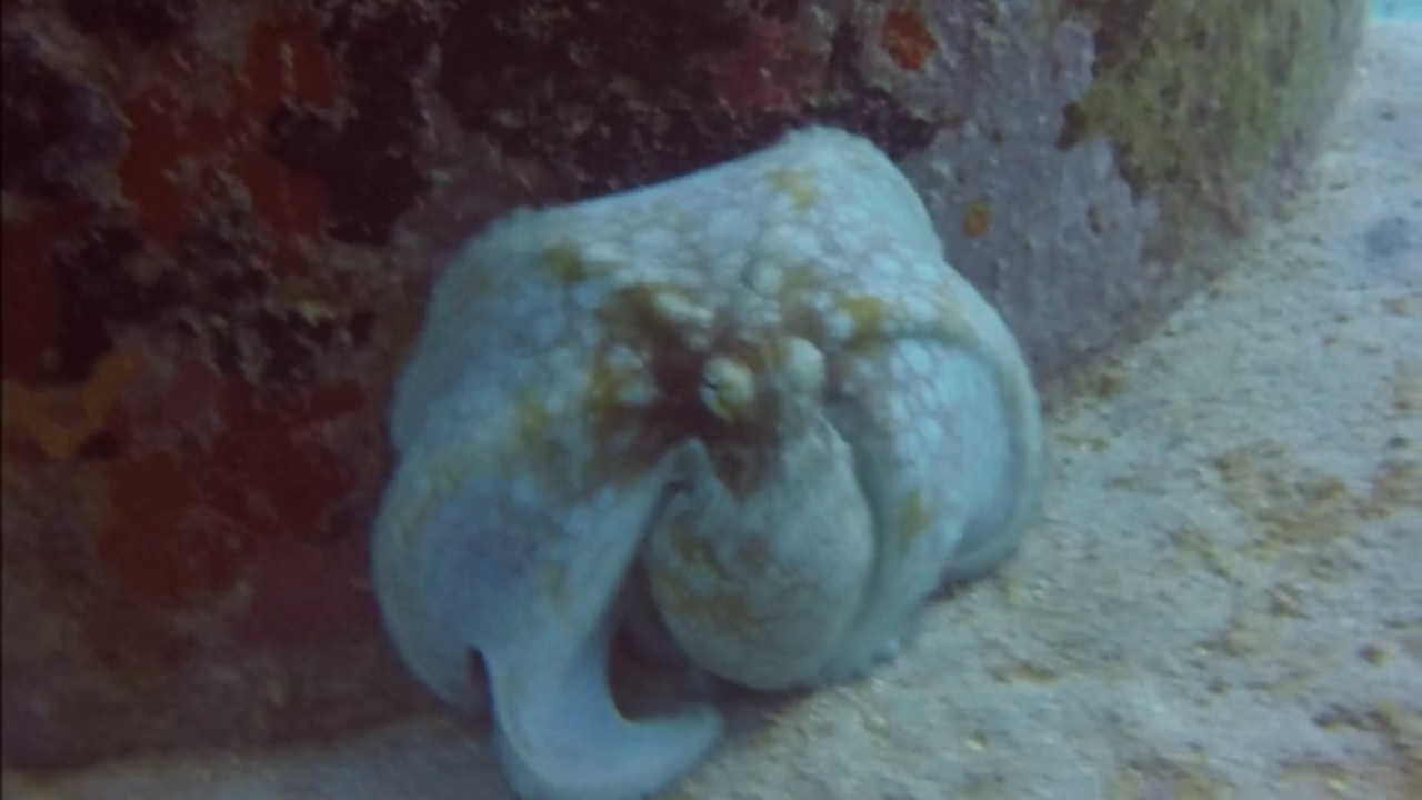Amazing Octopus changing colors and shapes - YouTube