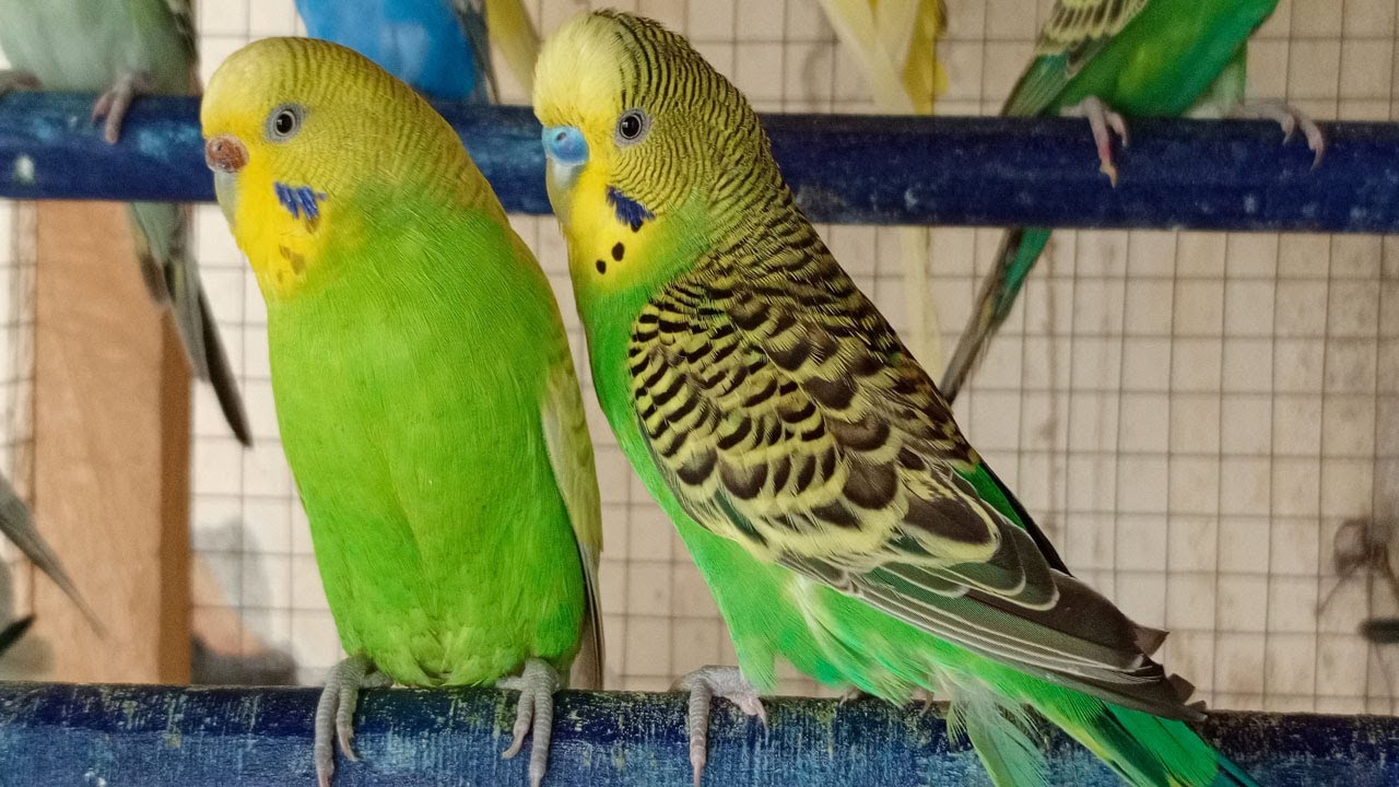 10 Hours of Relaxing Budgie Sounds: Soothing Parakeet Chirping for ...