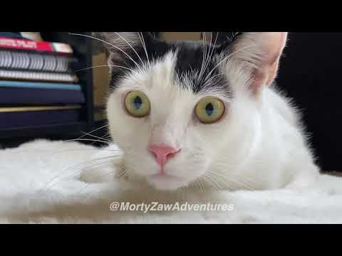 Did you know Cats talk?