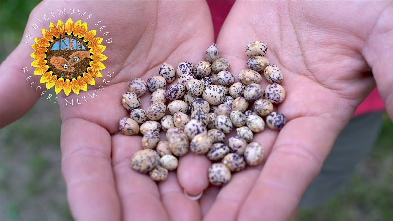 Returning corn, beans and squash to Native farms nourishes cultures