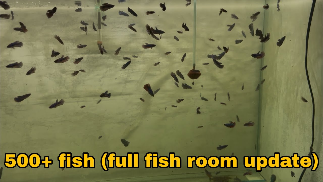 Fish room full update (new fish) - YouTube