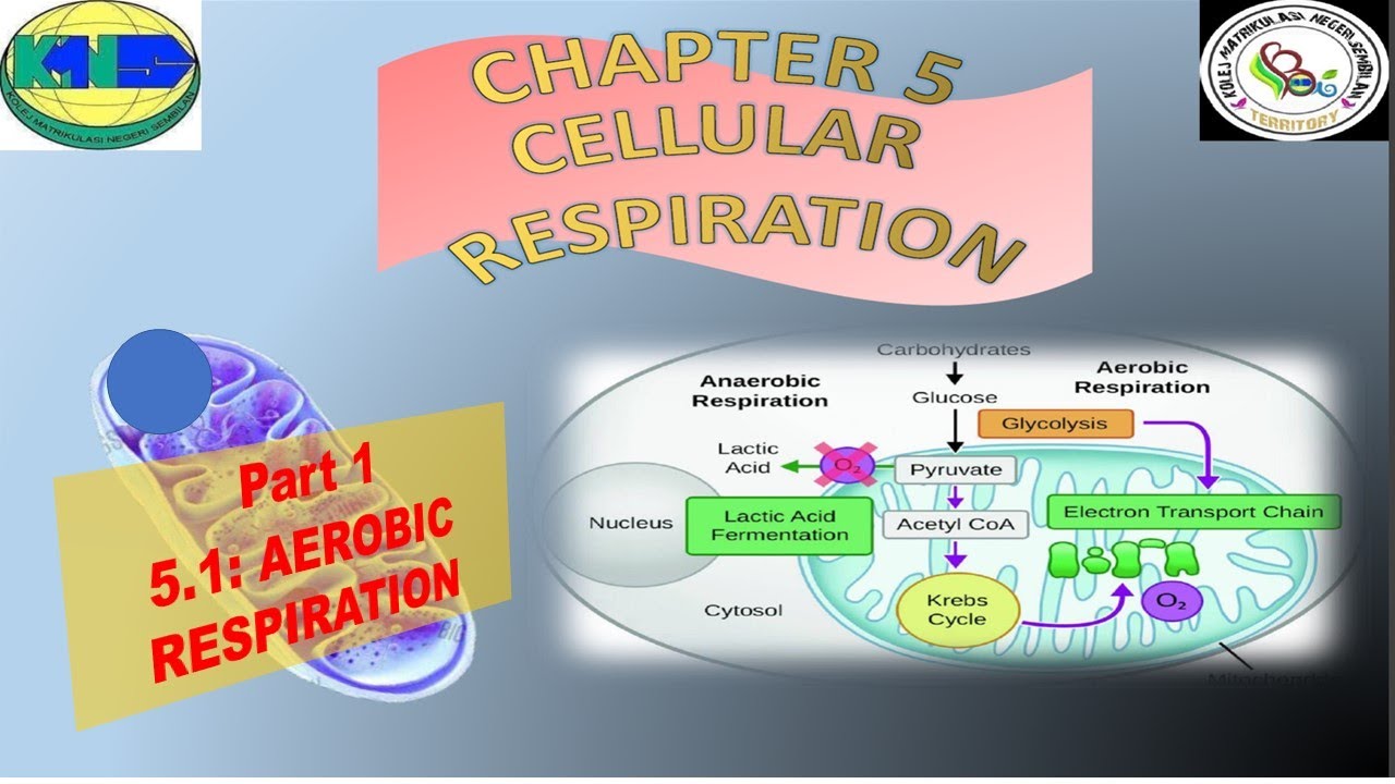 CHAPTER 5 : CELLULAR RESPIRATION & FERMENTATION - YouTube