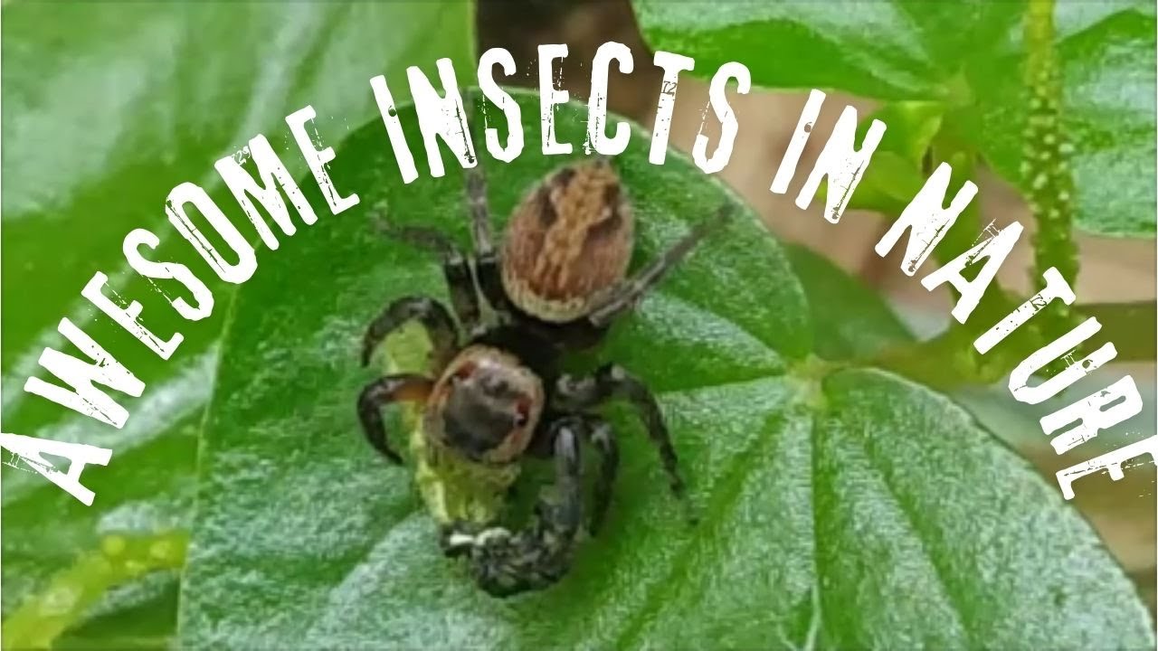 Awesome Insects In Awesome Nature - YouTube