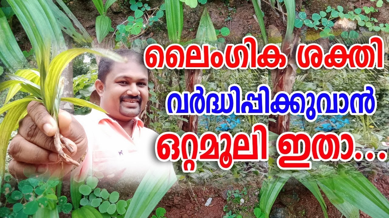 Nilappana /Curculigo Orchioides /നിലപ്പന - YouTube