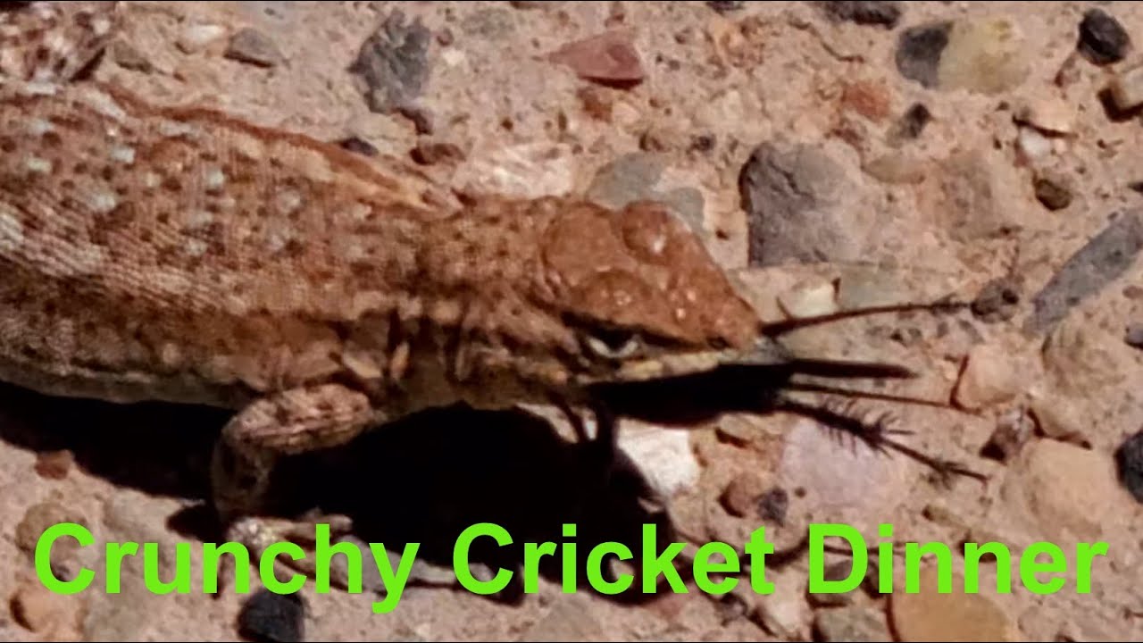 Cricket Vs Lizard - YouTube