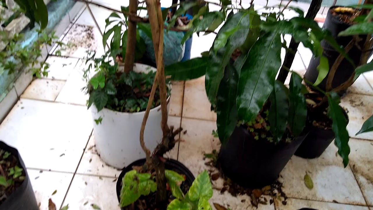 Cambuci Fruta em Vaso ( Campomanésia Phaea ) - YouTube