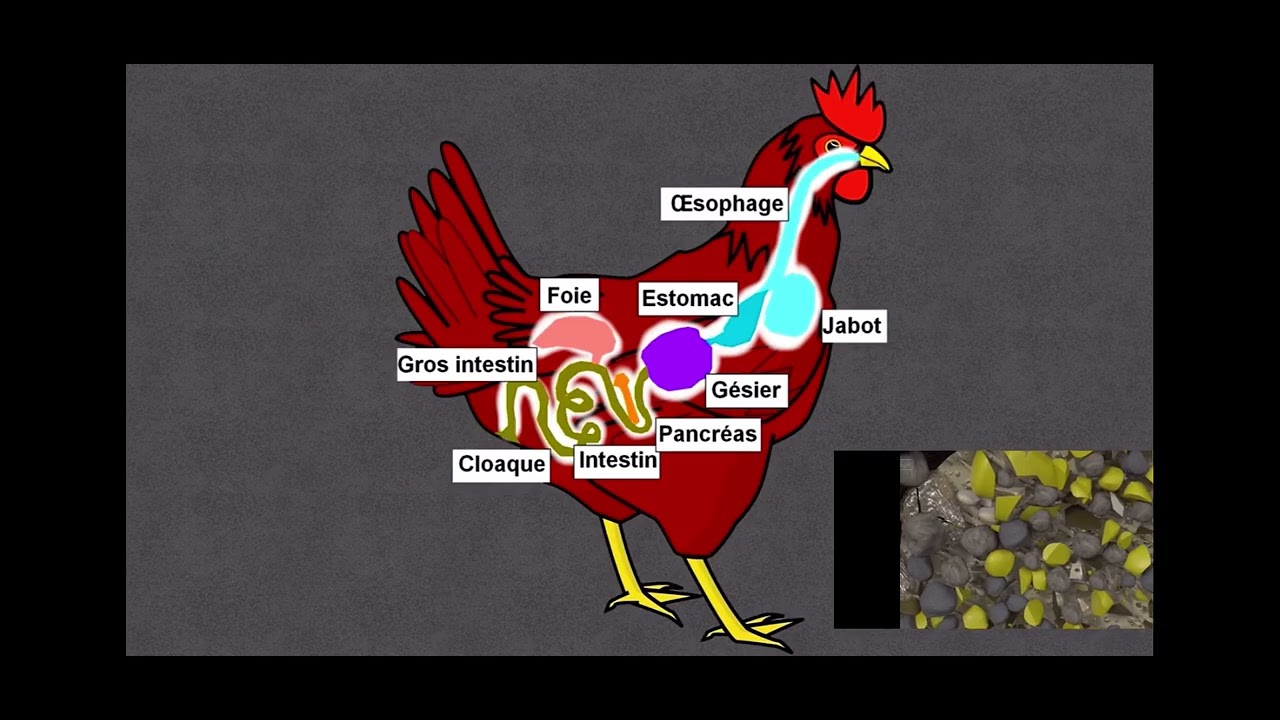 Comprendre le rôle des trois organes importants dans la digestion chez ...