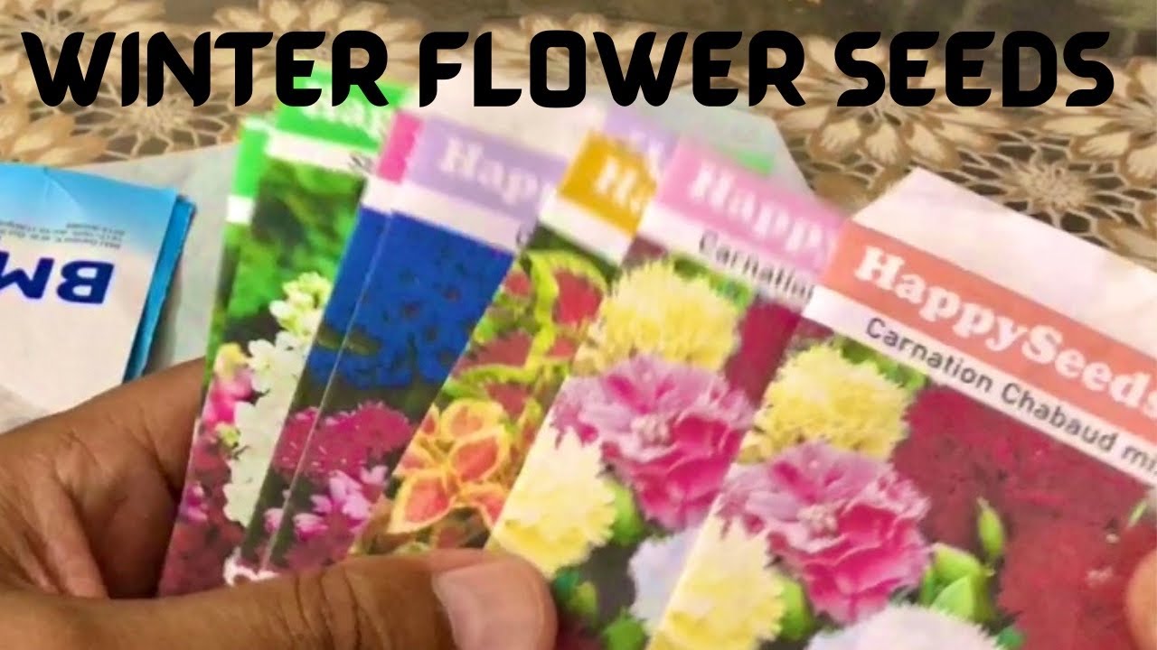 Seed purchased on line from happy seed shop- Urdu/Hindi - YouTube