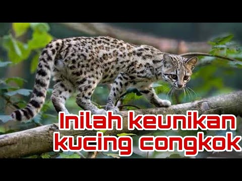 Inilah keunikan kucing congkok - YouTube