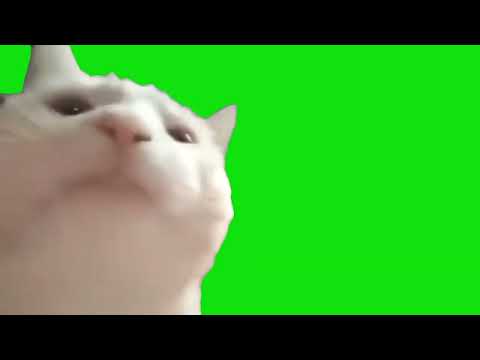 Vibing Head Bobbing Cat Meme Green Screen Template
