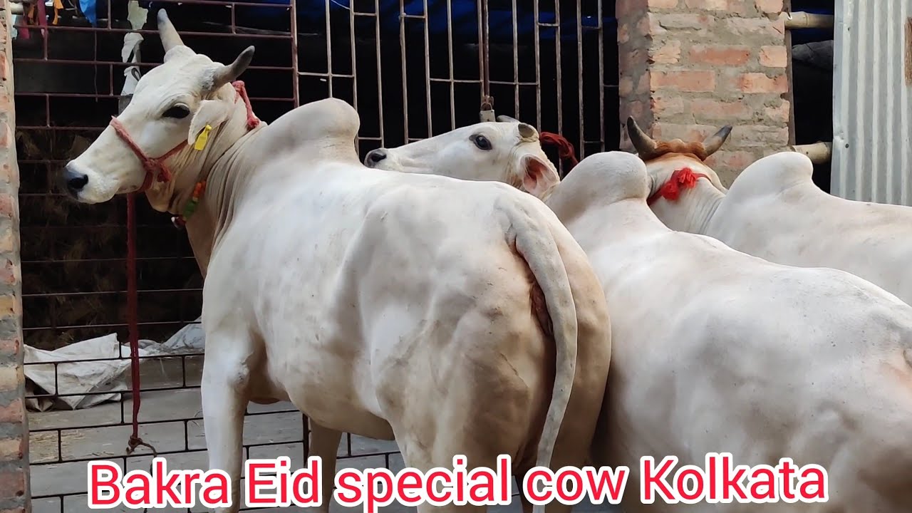 Bakra Eid 2023 beautiful cow collection Ikram Dairy farm ️ Bankra ...