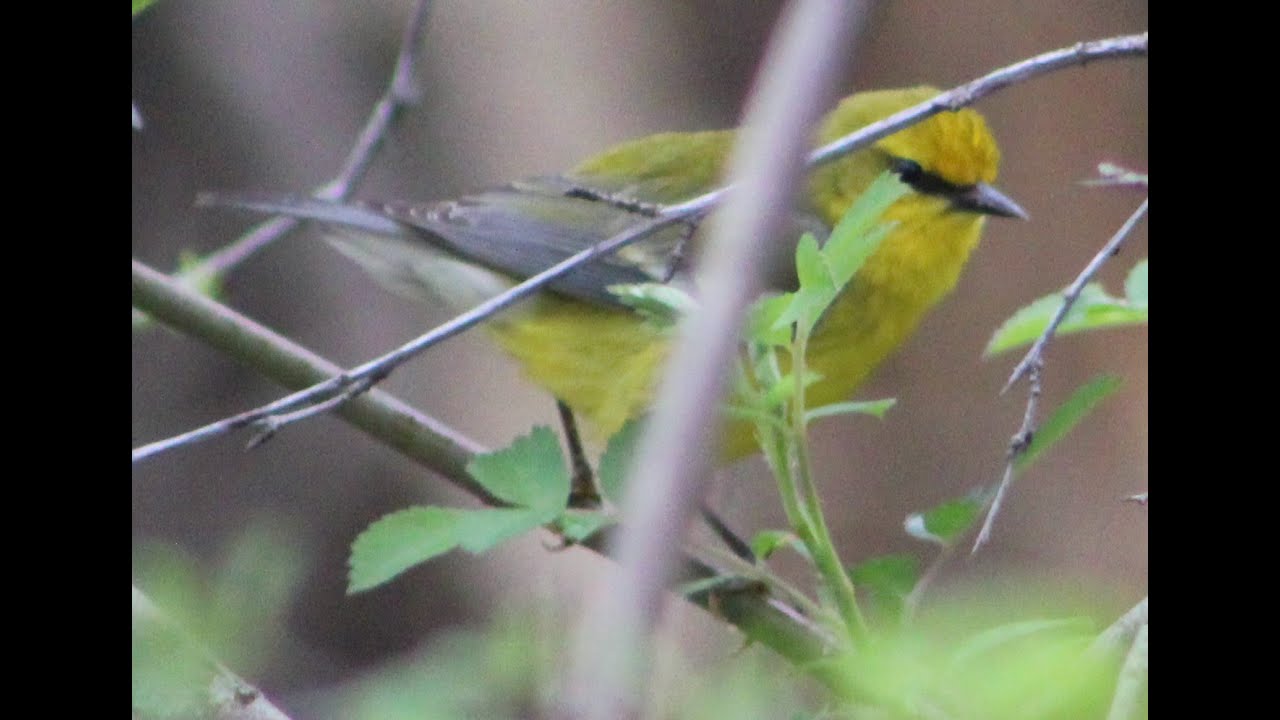 BLUE WINGED WARBLERS - YouTube