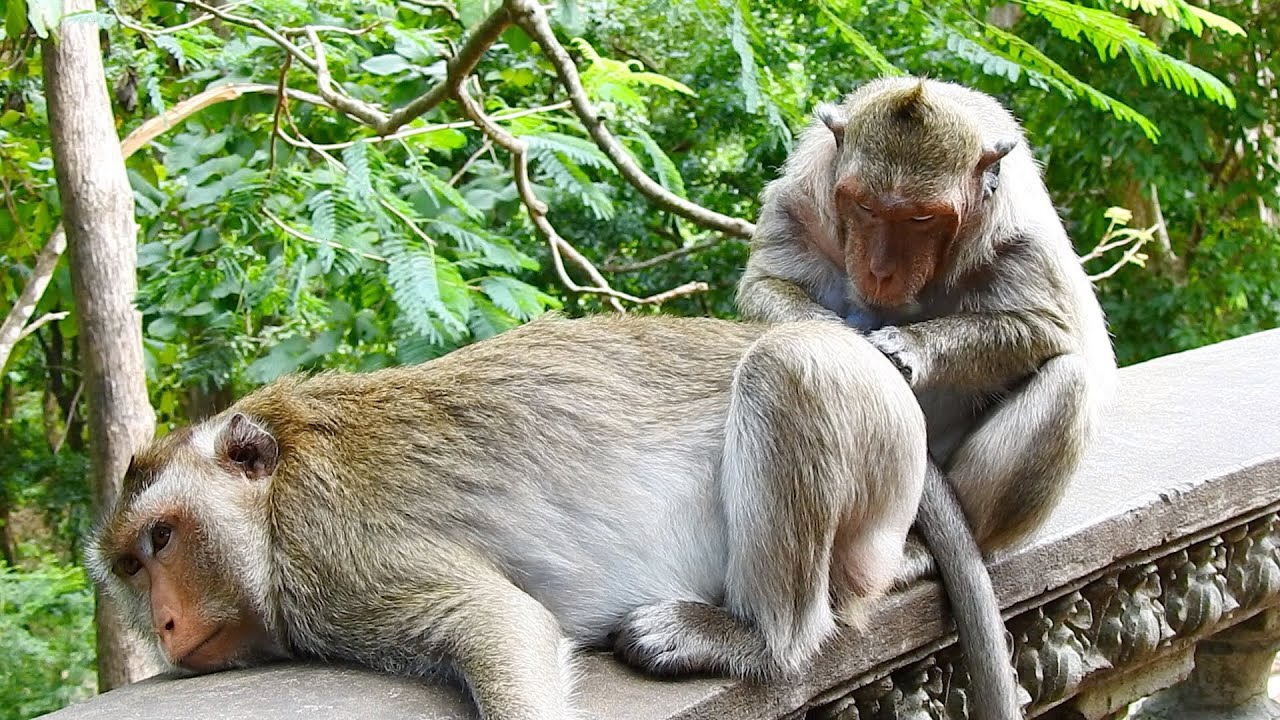 The best friend, Monkey MEKALA is providing good grooming to monkey ...