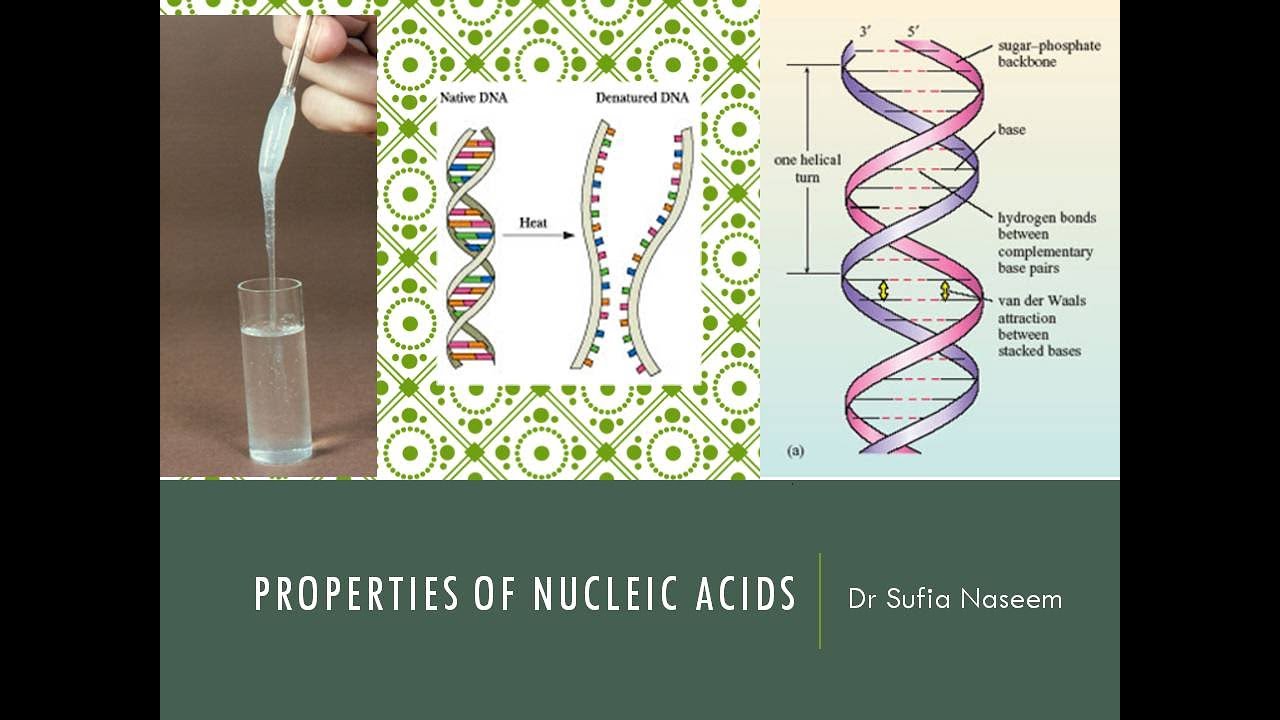 Properties of nucleic acids HD 720p - YouTube