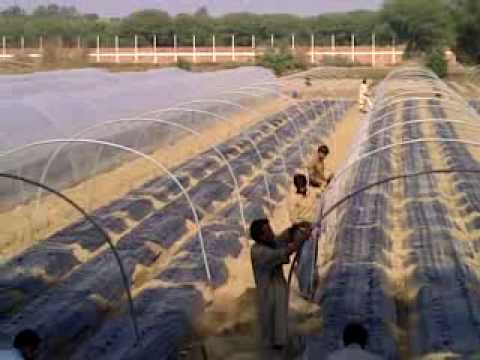 WALK-IN TUNNELS. VEGETABLE FORCING. PAKISTAN. SAJID IQBAL SANDHU ...