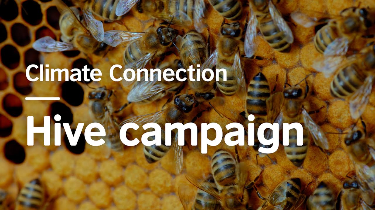 Climate Connection Hive Campaign - YouTube