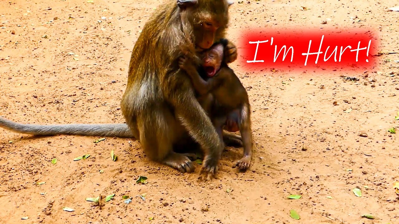 Pitiful Baby ! I'm hurt So Much, Tobias Difficult in his Life | Hit ...