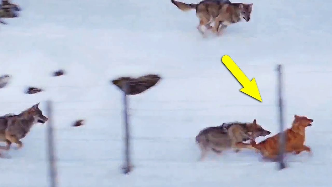 Dogs vs Wild Animals — Shocking Encounters Caught on Camera! - YouTube