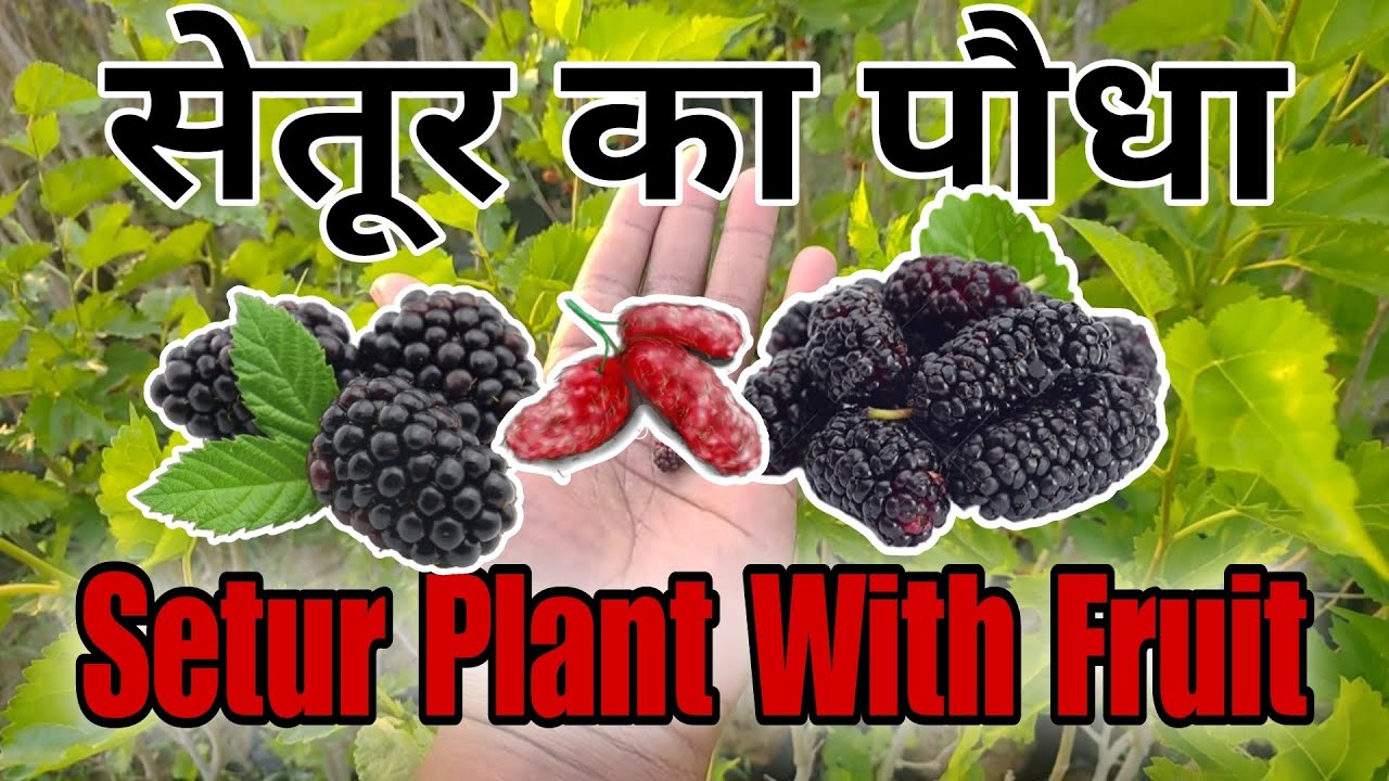 सेतूर का पौधा फ्रूट के साथ || Setur Plant With Fruit || - YouTube