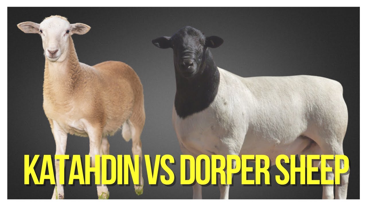 Comparing Katahdin Sheep And Dorper Sheep: Which Breed Is Right For You? - YouTube