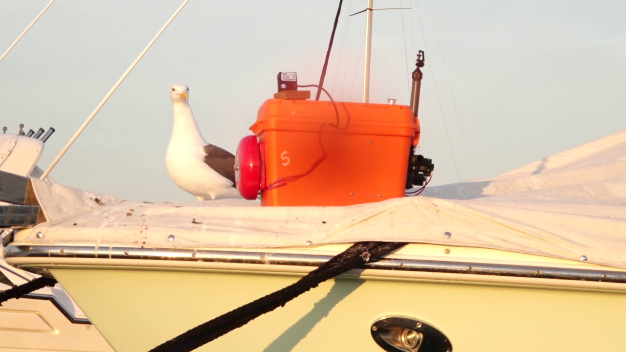 Seagull Marine Pest Deterrent Prototype ver 001 - YouTube