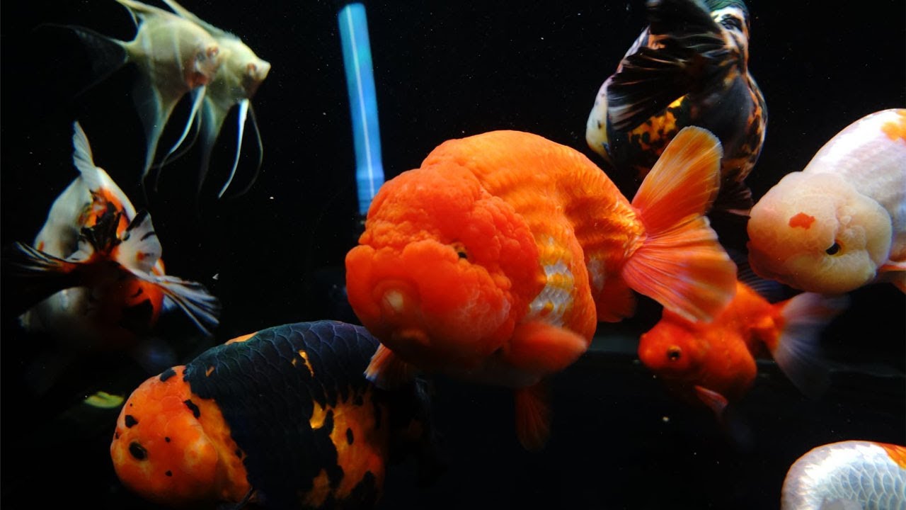 Super high Grade goldfish collection | shogun Family Style - YouTube