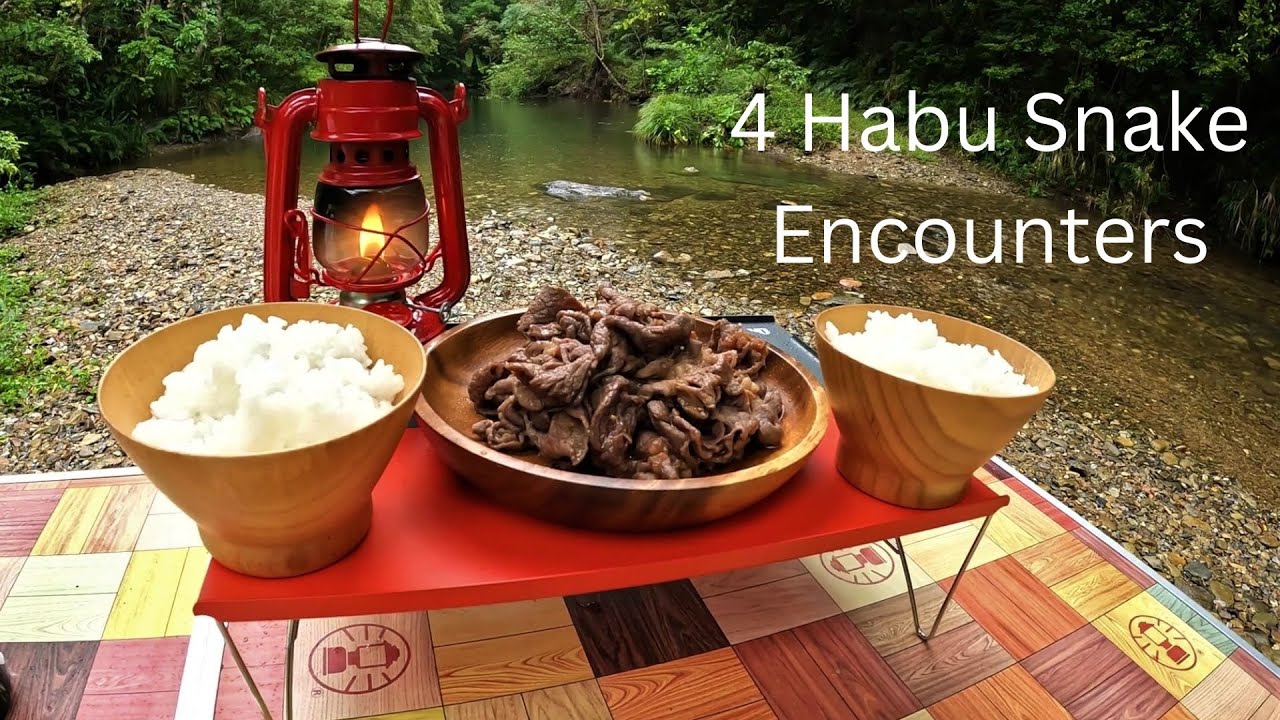 4 Deadly Habu Snakes At Our Camp Site In Remote NE Okinawa | Our First ...