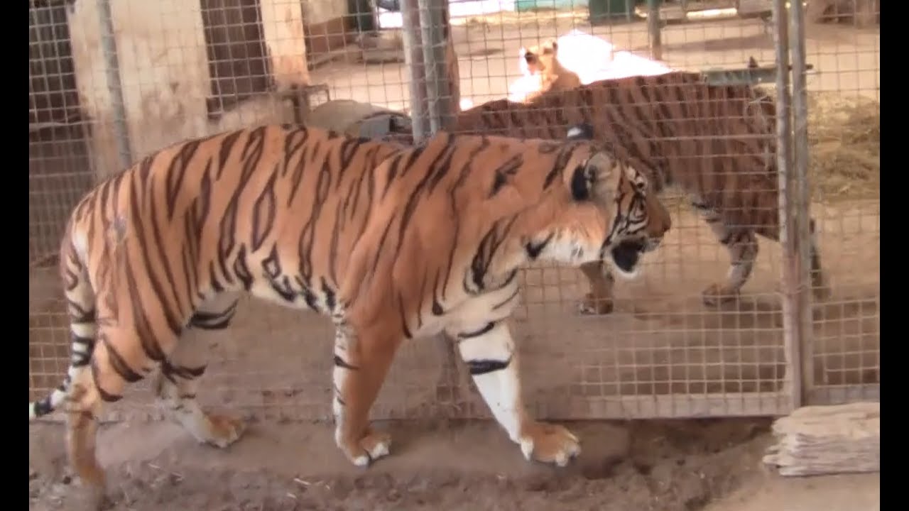 Very Close View of Tigers in Lujan Zoo - YouTube