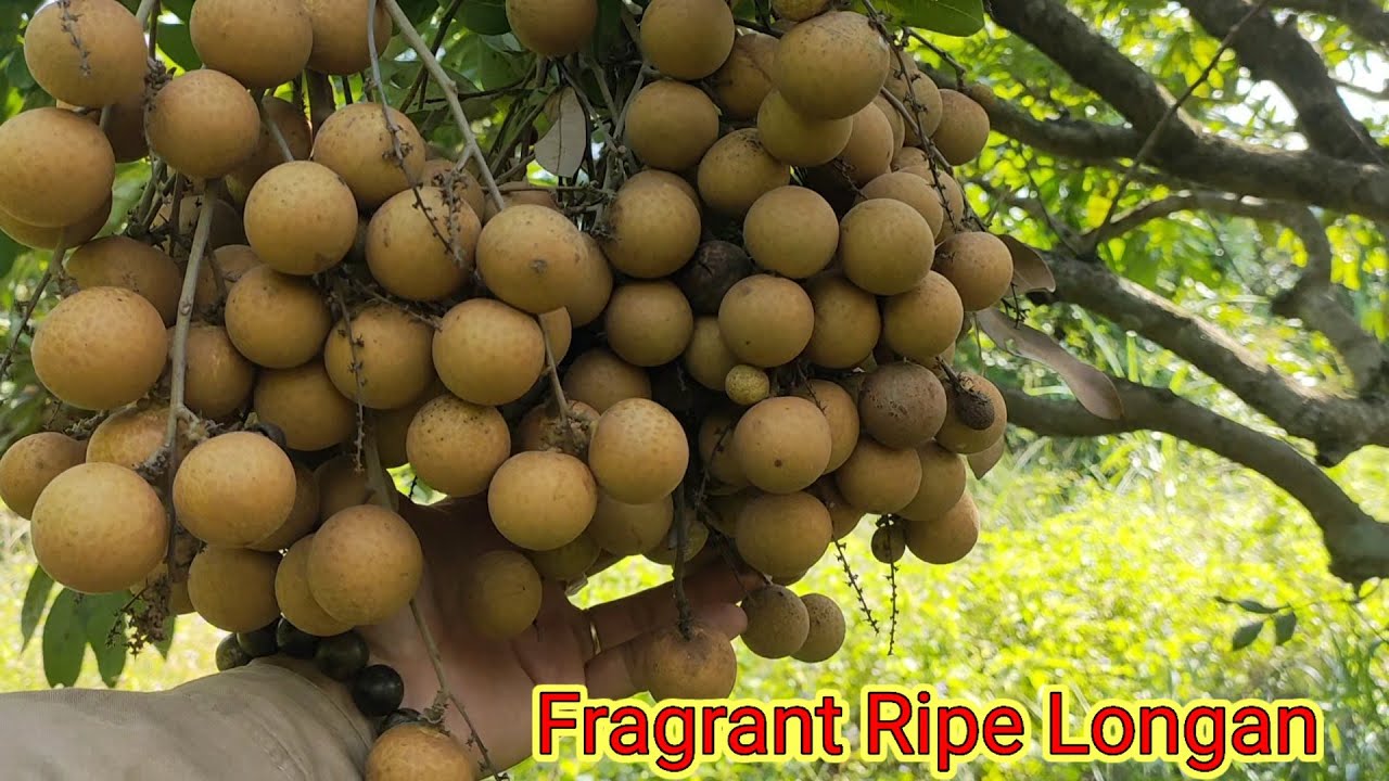 Longan garden full of ripe fruit ready to harvest 🌱 QUOC garden #21 ...