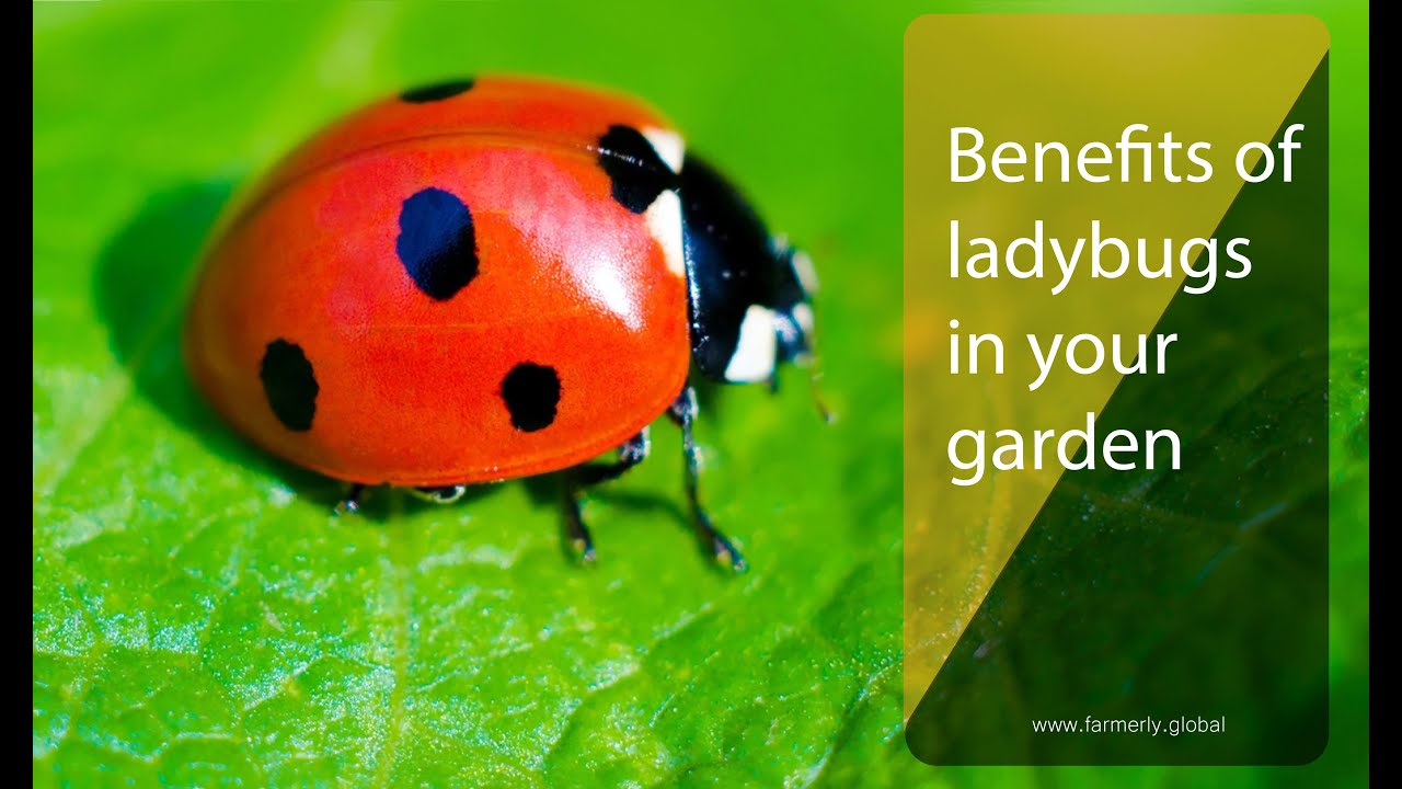 Benefits of Ladybugs in Garden - YouTube