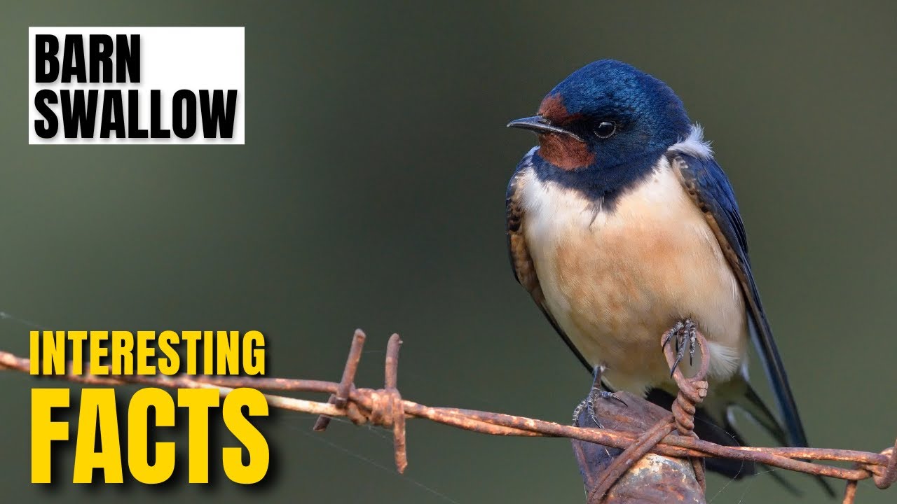 Amazing facts of Barn swallow | Interesting Facts | The Beast World ...