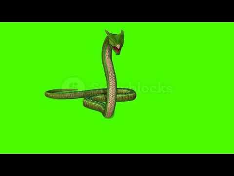 animation of Snake attack - Python Green Screen - YouTube