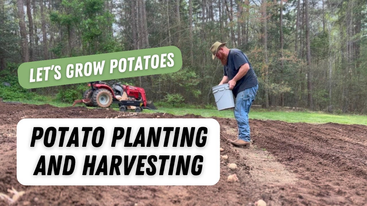 Potato Planting and Harvesting - Let’s Grow Potatoes - YouTube