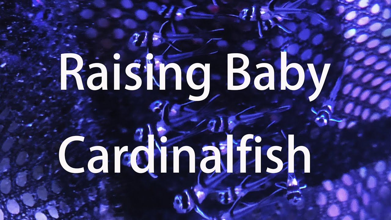 Banggai Cardinalfish Breeding and Raising - YouTube