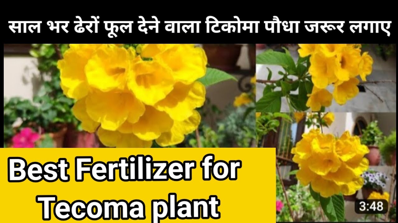 Tecoma Best Flowering Plants| Care &Propagation Of Tecoma Plant ...