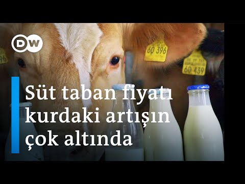 Türkiye'de süt üreticisi zorda | \